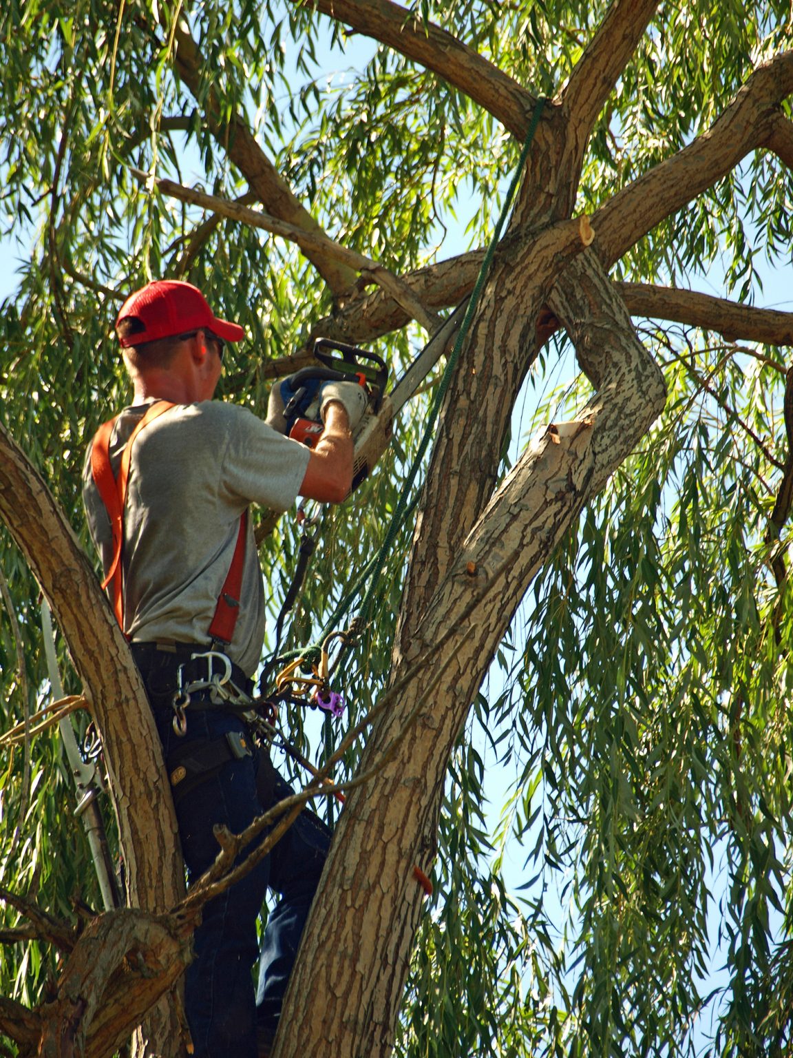Tree Service in Davidsonville, MD | Mike Timber's Tree Removal